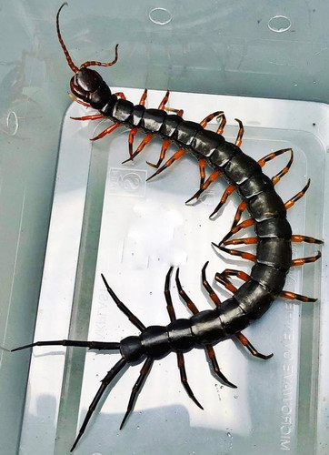 Chinese Giant Tiger Leg Centipede (No Florida Sales) | New Moon Reptiles