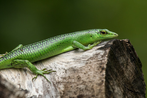Emerald Tree Skink | New Moon Reptiles