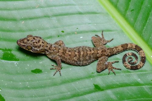 Short-hand forest gecko | New Moon Reptiles