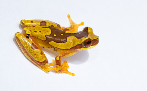 C.A. Clown Tree Frog | New Moon Reptiles