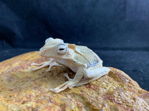 Borneo eared frog | New Moon Reptiles