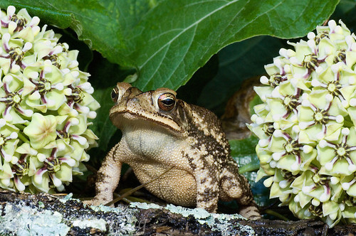 Gulf coast toad | New Moon Reptiles
