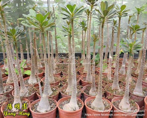 Adenium Socotranum Seedling (L) | yang-ming-adeniums