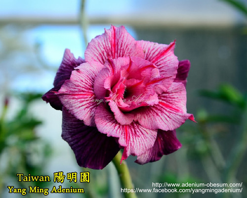 Ultra Violet | yang-ming-adeniums