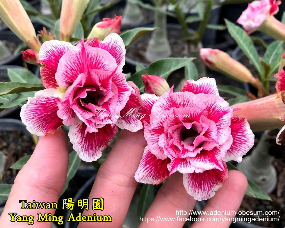 Ling Long | yang-ming-adeniums