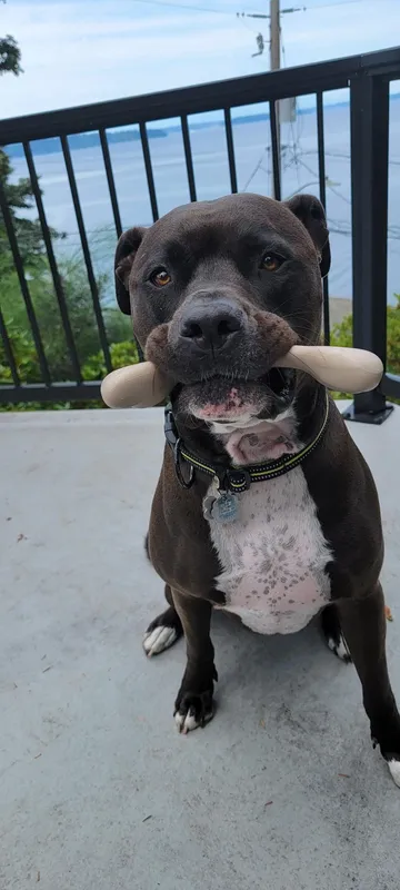 OUR STORY | Augie Bones