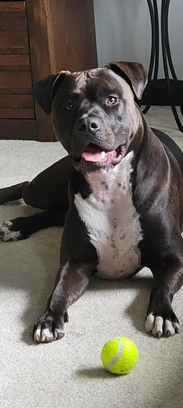 OUR STORY | Augie Bones