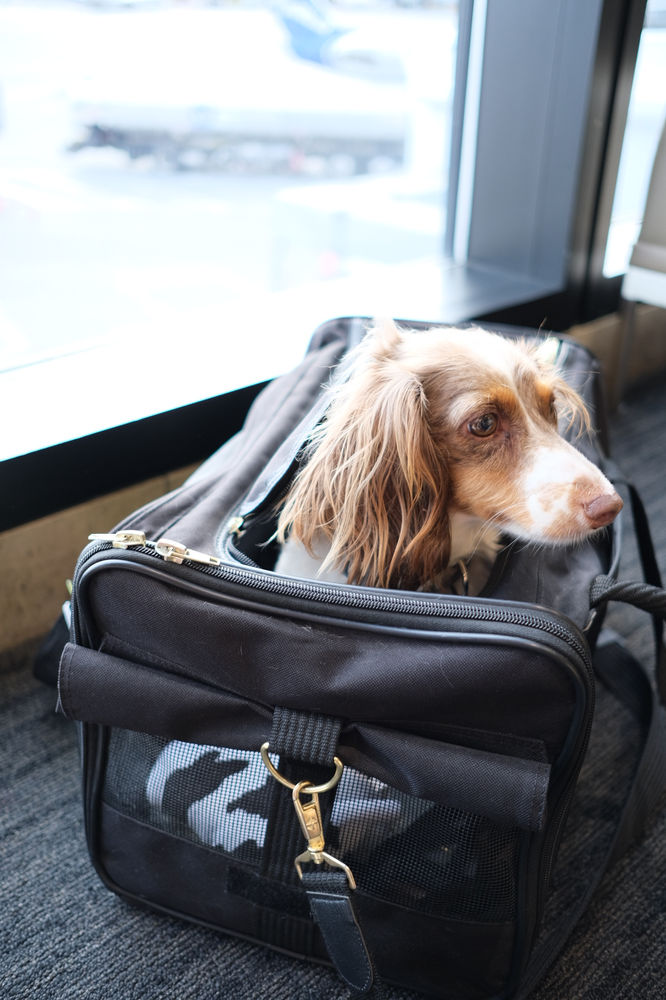 Step by Step Guide to Flying with your Pet