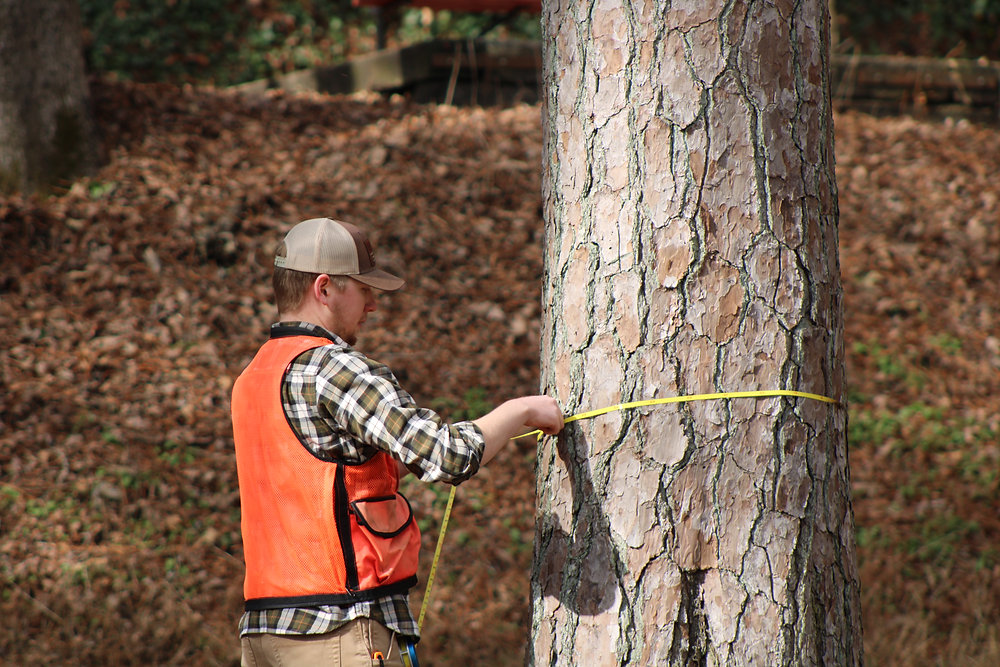 Who are Foresters, and What do they Do?