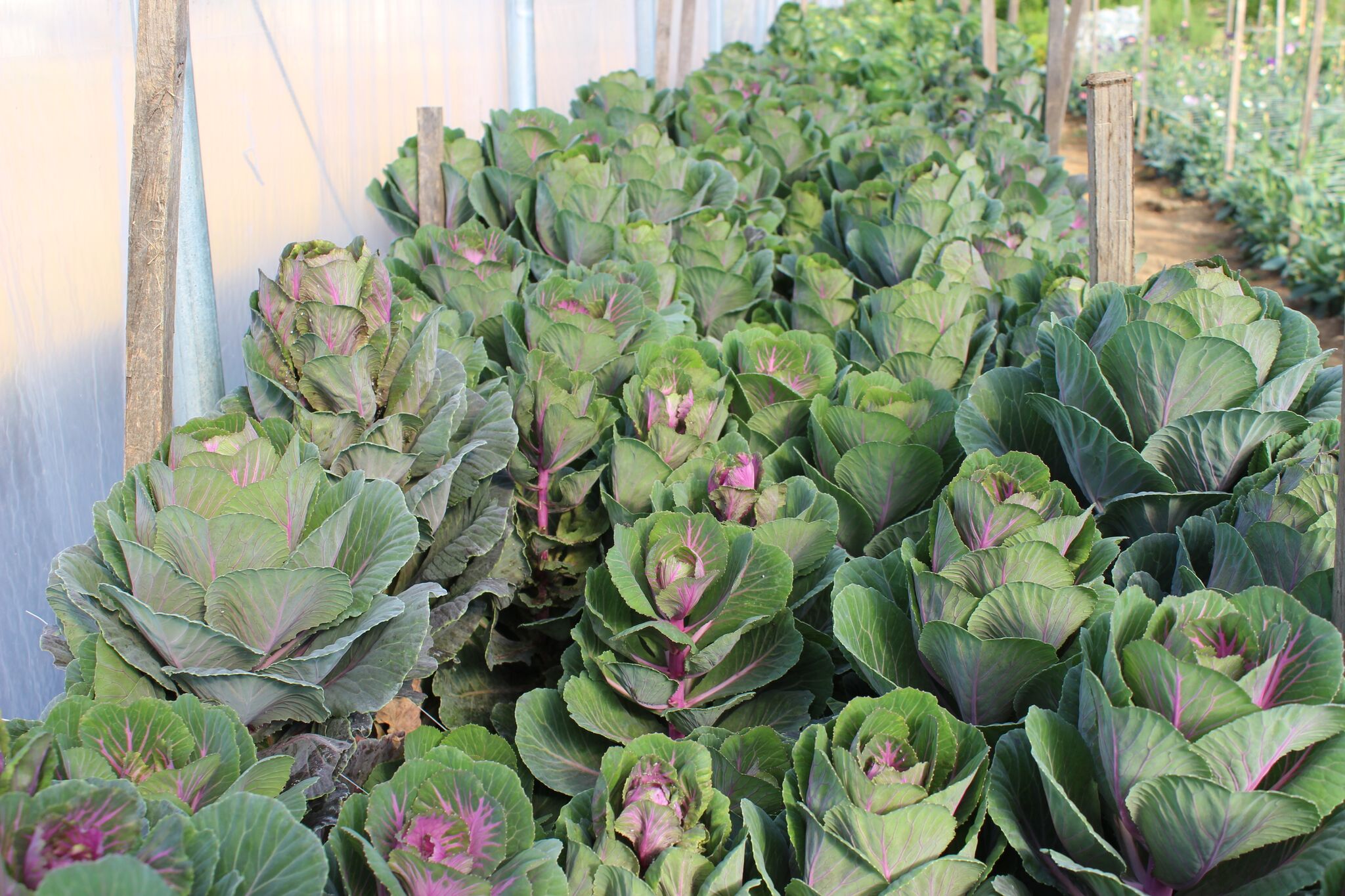 About | Pennsylvania | Roots Cut Flower Farm
