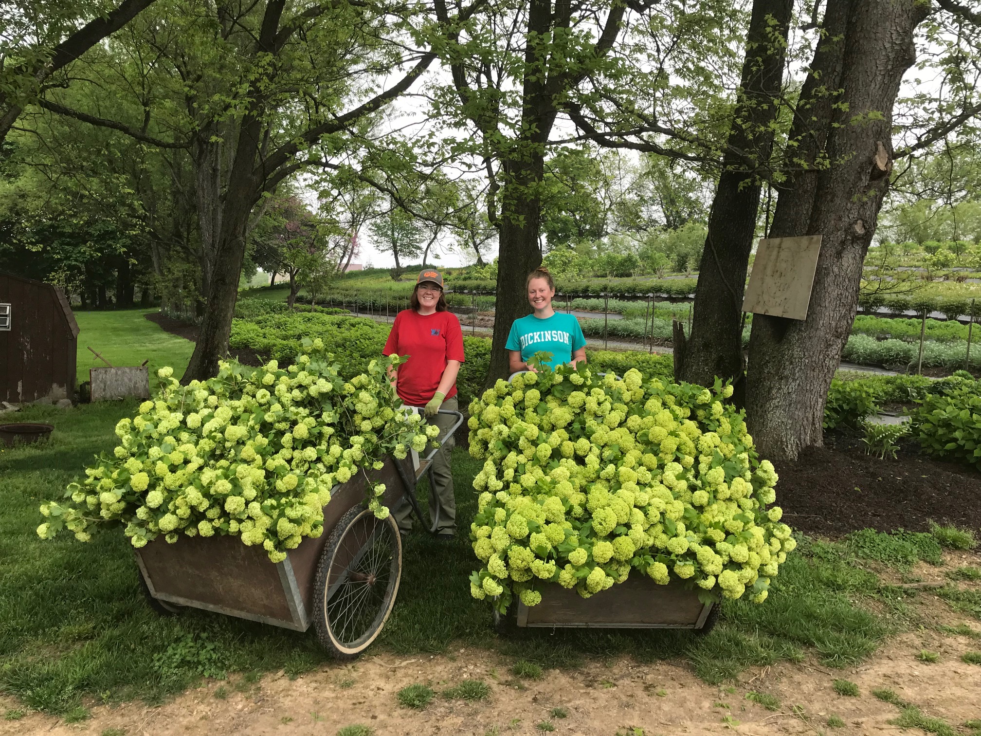 About | Pennsylvania | Roots Cut Flower Farm