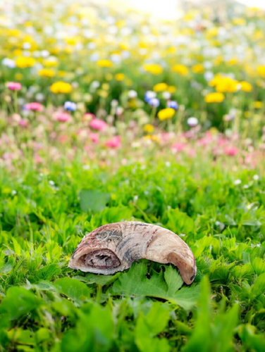 Small Lamb Horns - Very Low Fat | Northern Raw Feeds