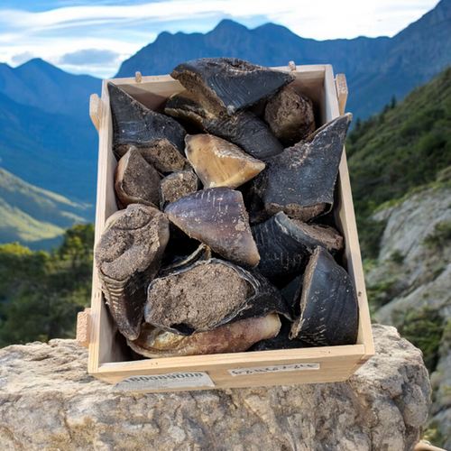 Meat Filled Hooves x1 | Northern Raw Feeds