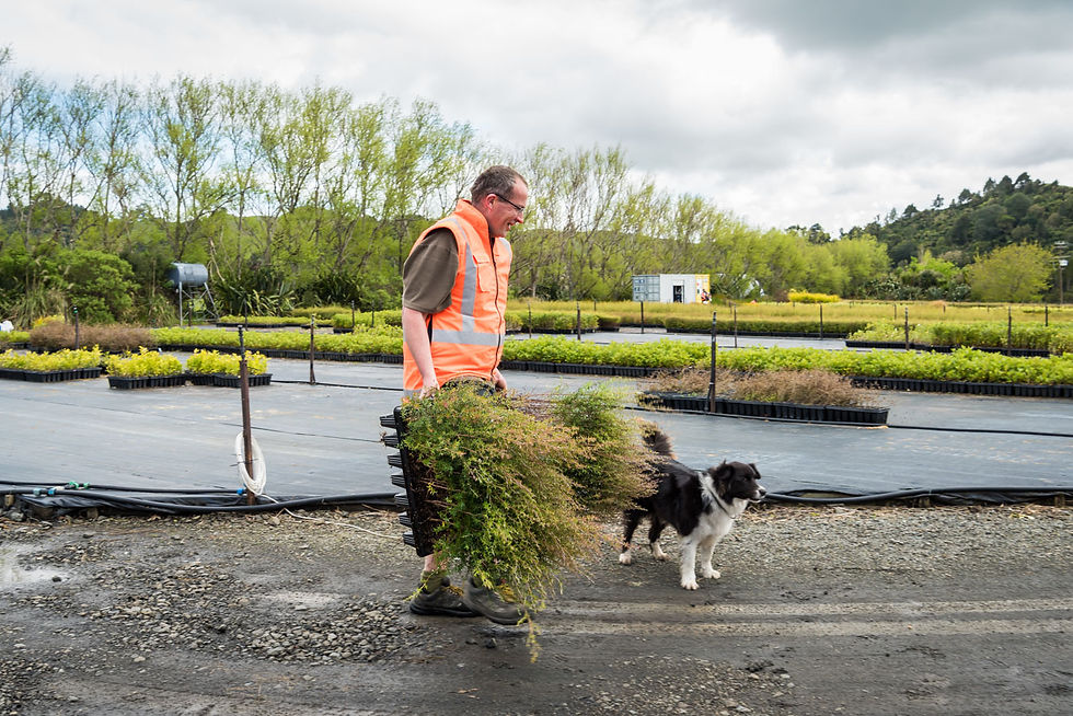 Native Plant Nursery | Scrub | Ecological Restoration