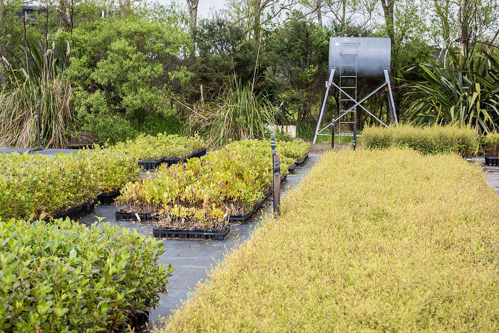 Native Plant Nursery | Scrub | Ecological Restoration