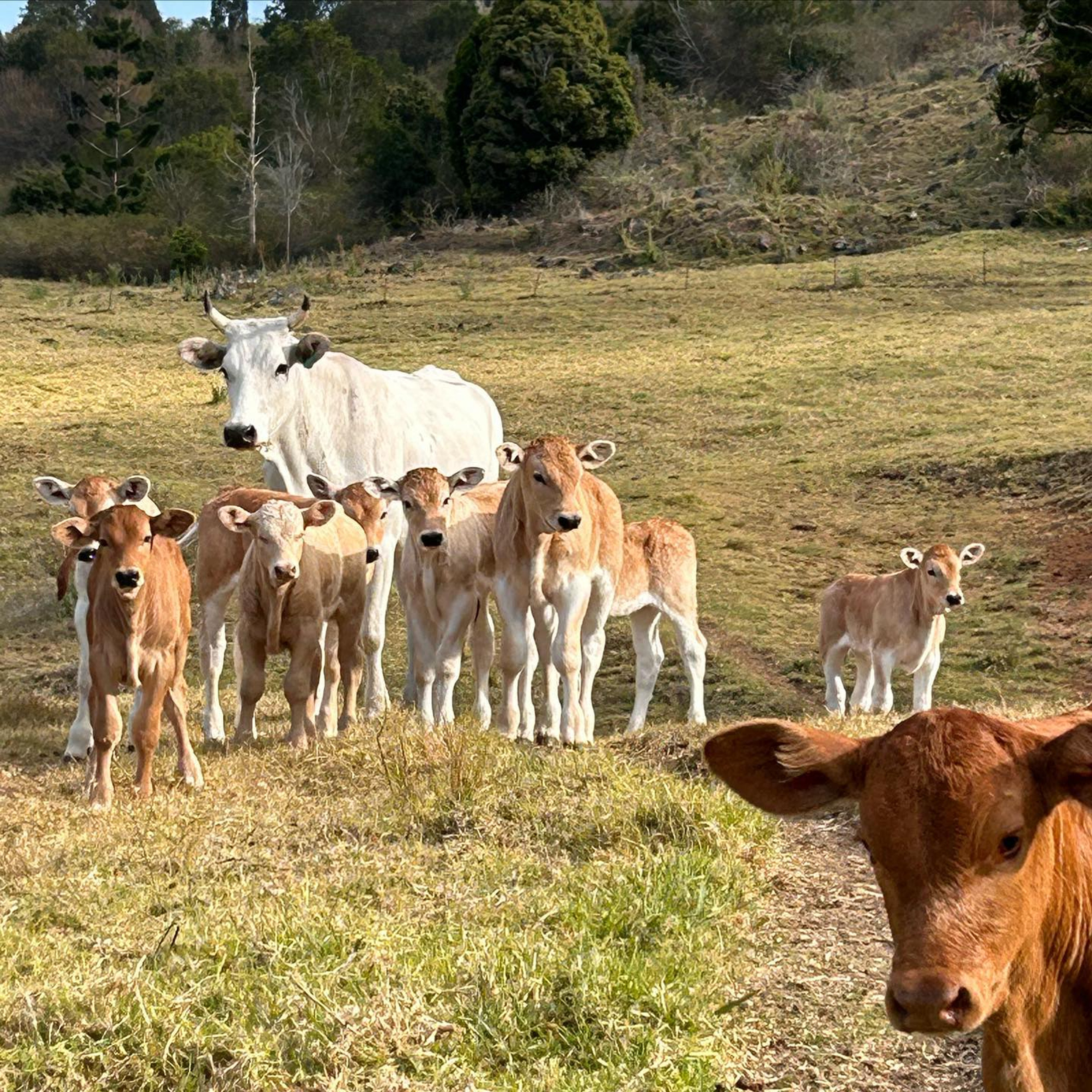 PJ & Finn Chianina Cattle Australia | chianinacattle | Chianina