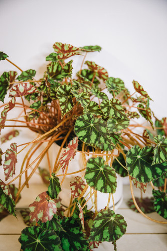 Begonia bowerae 'Eyelash' | Node