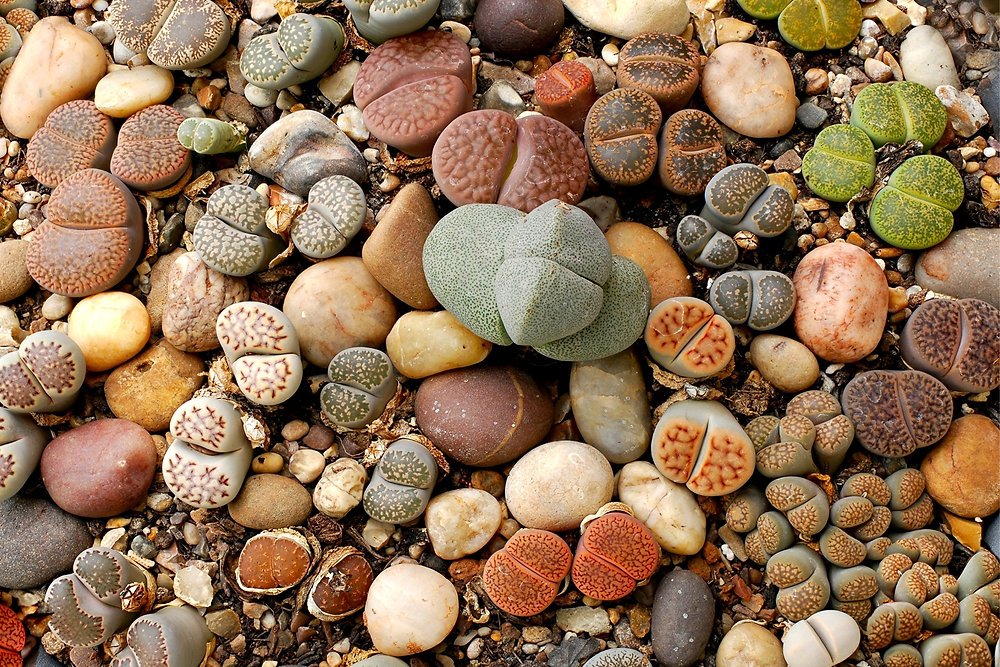 Mesembs: weird little succulents that resemble stones