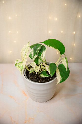 Epipremnum aureum "Half Moon" Pothos | Node
