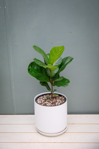 Fiddle Leaf Fig - Ficus Lyrata | Node