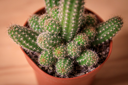 Peanut Cactus (Echinopsis chamaecereus) | Node