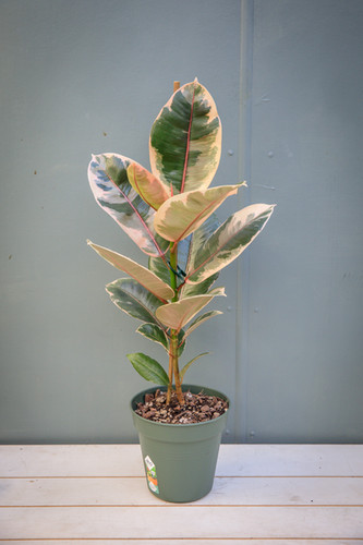 Ficus elastica "Ruby" | Node