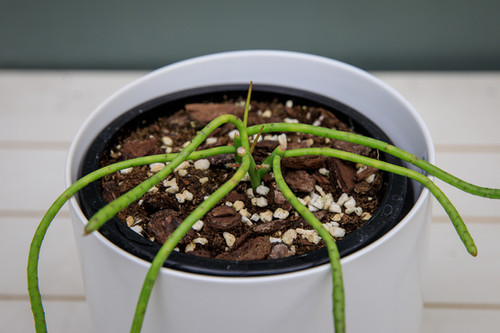 Rhipsalis baccifera "Spaghetti Cactus" | Node