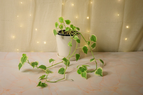 Peperomia nitida 'Variegata' | Node