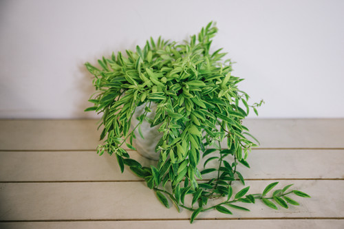 Variegated Columnea arguta/Goldfish Plant | Node