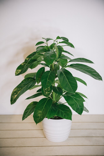 Schefflera alpine | Node