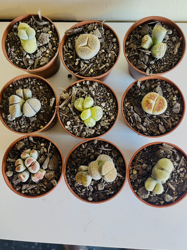 Mutant lithops | Node