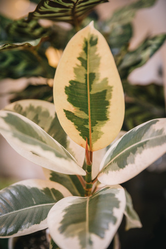 Ficus Elastica "Tineke" | Node