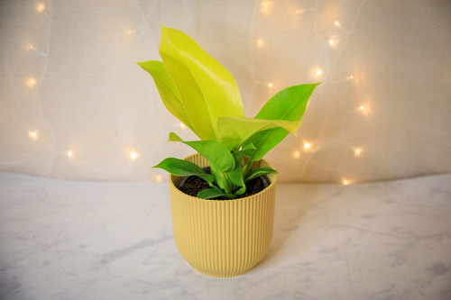 Philodendron "Imperial Golden" | Node