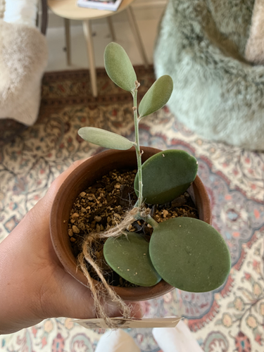 Silver Dollar Vine | Node