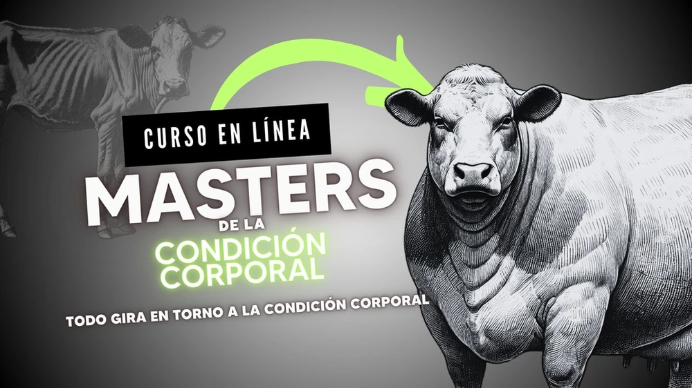 Masters de la Condición Corporal - Grabado | A Regenerar