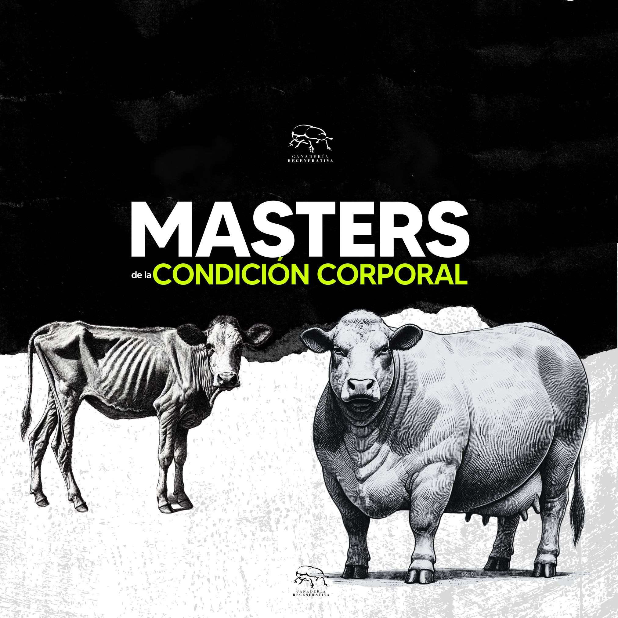 Masters de la Condición Corporal | A Regenerar