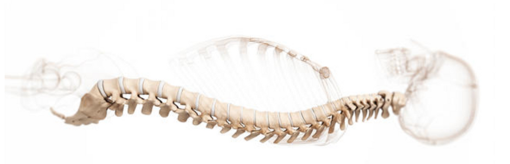 The Anatomy of the Spine