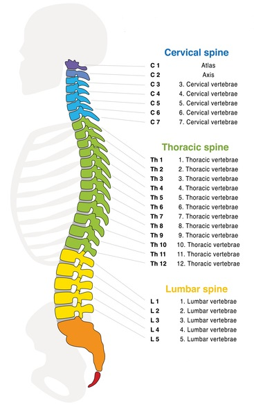 The Anatomy of the Spine