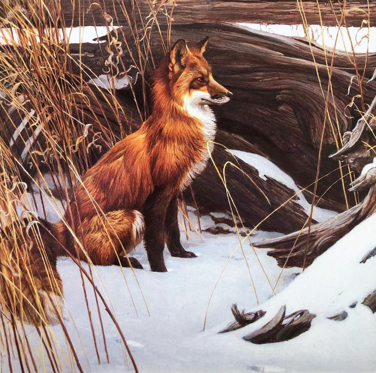Robert Bateman "Wily and Wary- Red Fox" CUSTOM FRAMED Art | marlinartauction