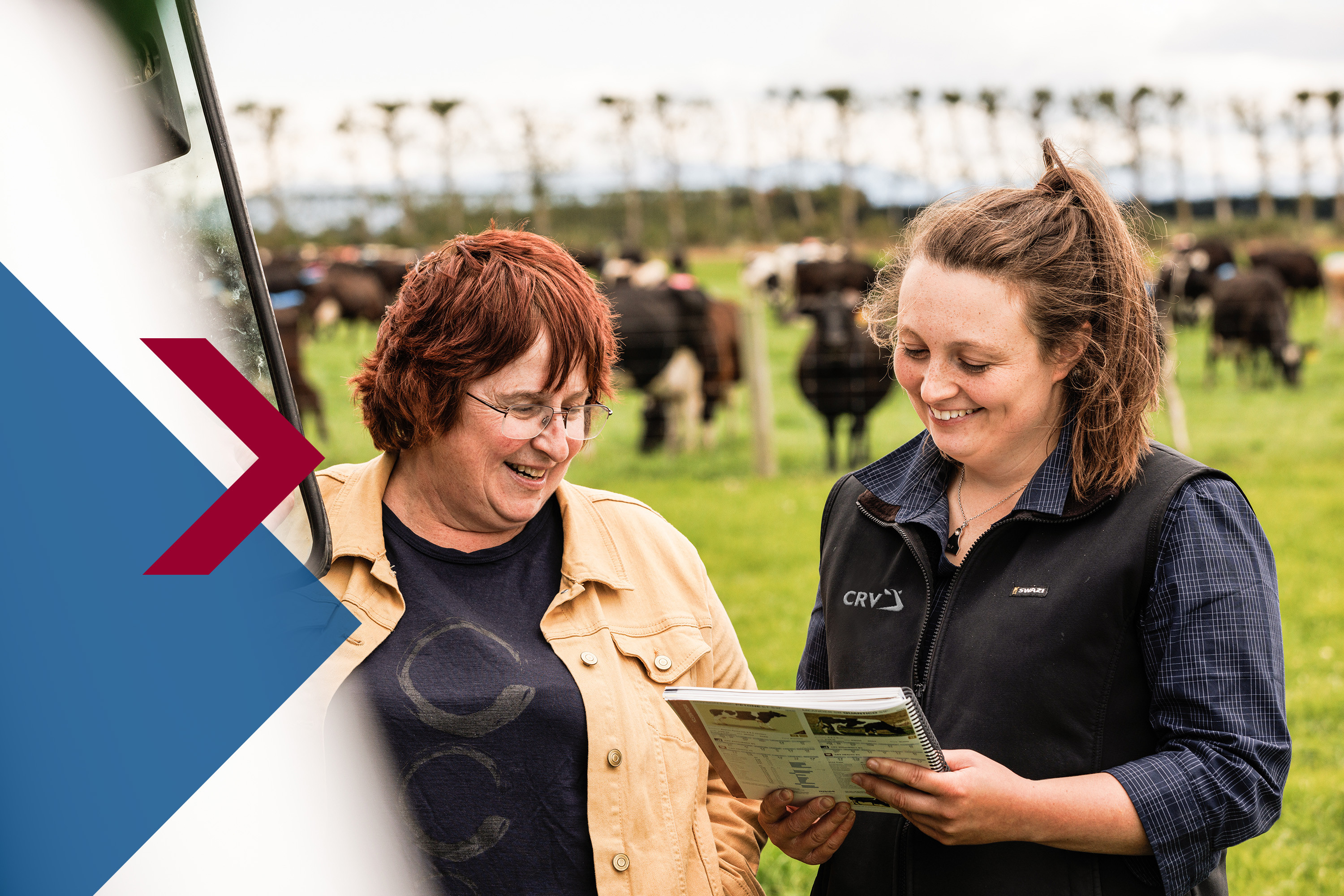 CRV GENETICS | Hot Mustard