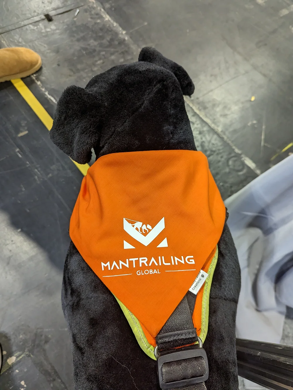 Mantrailing Global Dog Bandanna | MantrailingGlobal