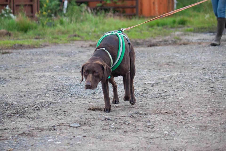 How Mantrailing Can Help Your Nervous Dog