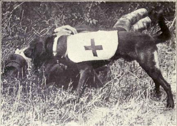 The History of Search and Rescue Dogs