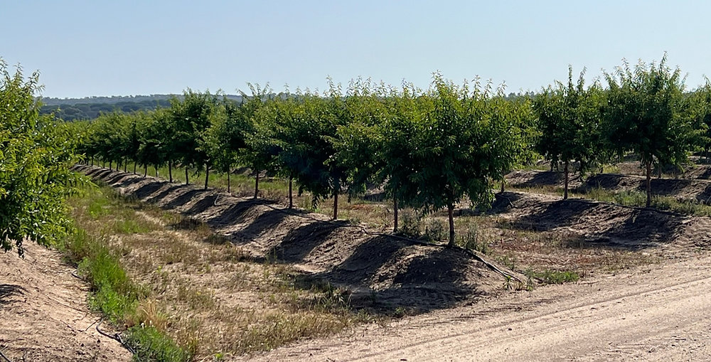 Farewell Dinner, Partner as Opposed to Spouse and Dutch Friends. The ...