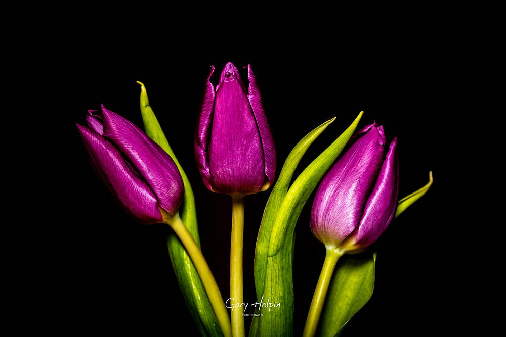 Spring Flower Photos: 5 Tips for Stunning Shots