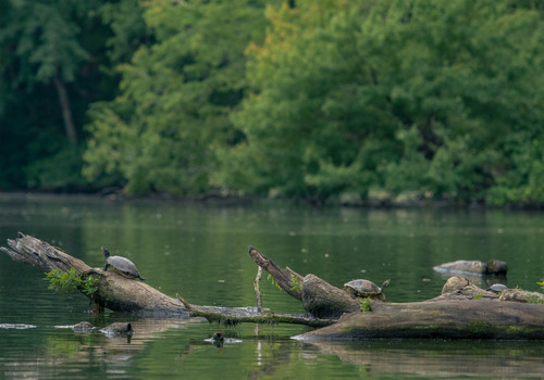 The Turtle Triplets | Lens Lab