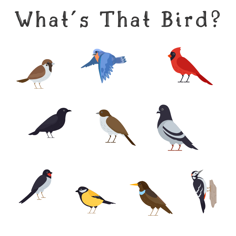 How to Learn Bird Identification