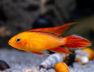 Aquarium Fish Online | Oz Aquarium Fish