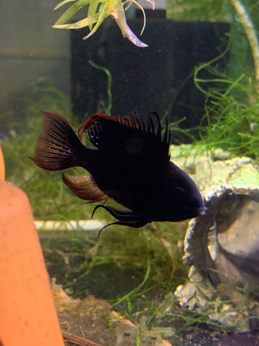 Black Ram - Dark Knight Ram - Microgeophagus Ramirezi | Oz Aquarium Fish