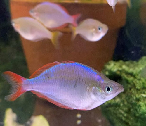 Dwarf Neon Rainbow Fish - Melanotaenia Praecox | Oz Aquarium Fish